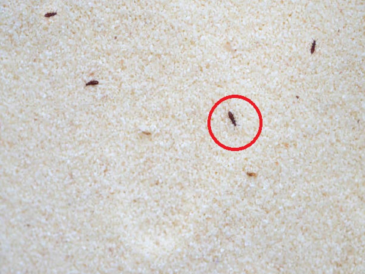 रव्यापासून अळ्यांना दूर कसं ठेवायचं? पाहा सोप्या Kitchen Tips | home ...