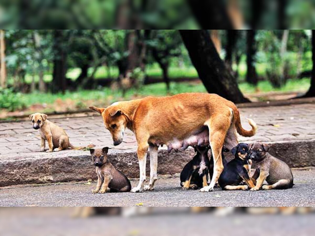 Mumbai streets dogs number increased by 72 percent;मुंबईतील रस्त्यांवर ...