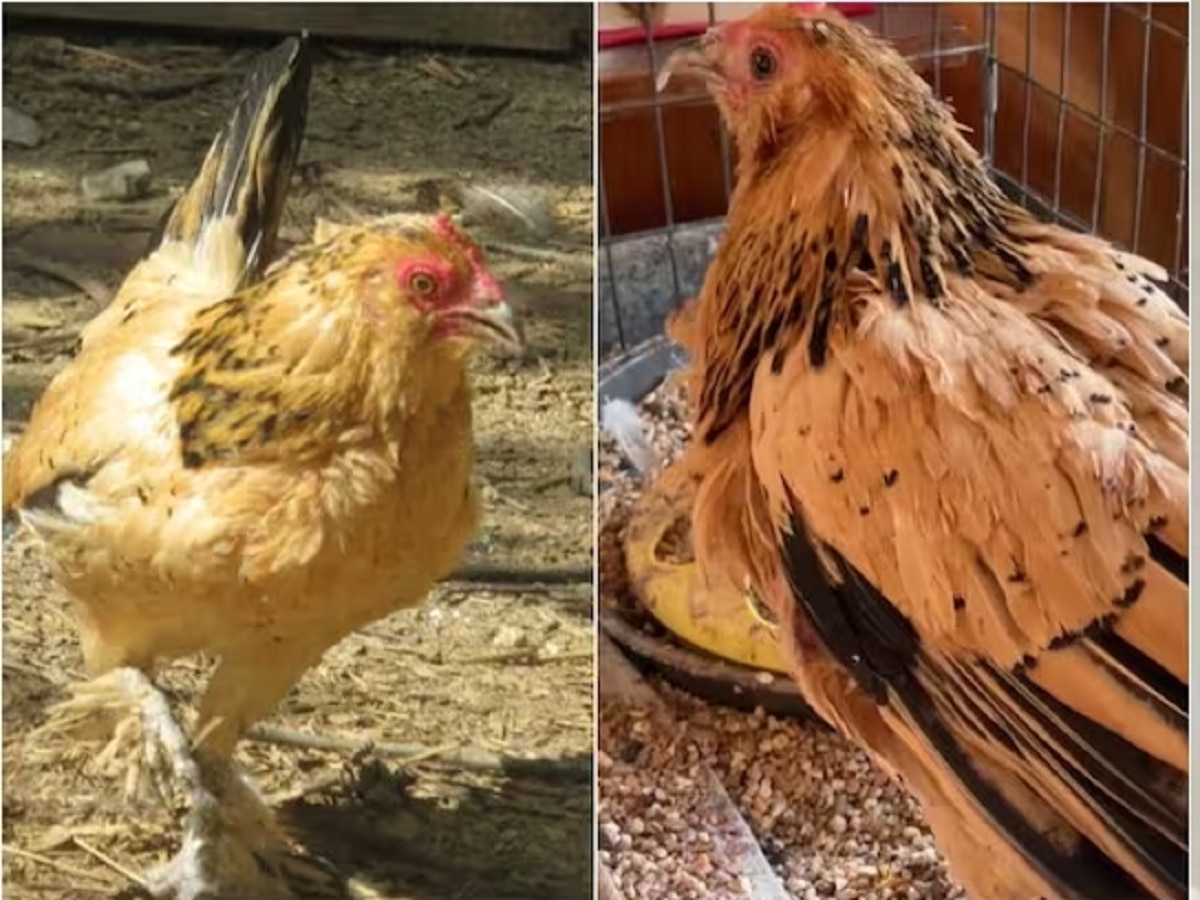 world oldest chicken living in luxury life guinness world record