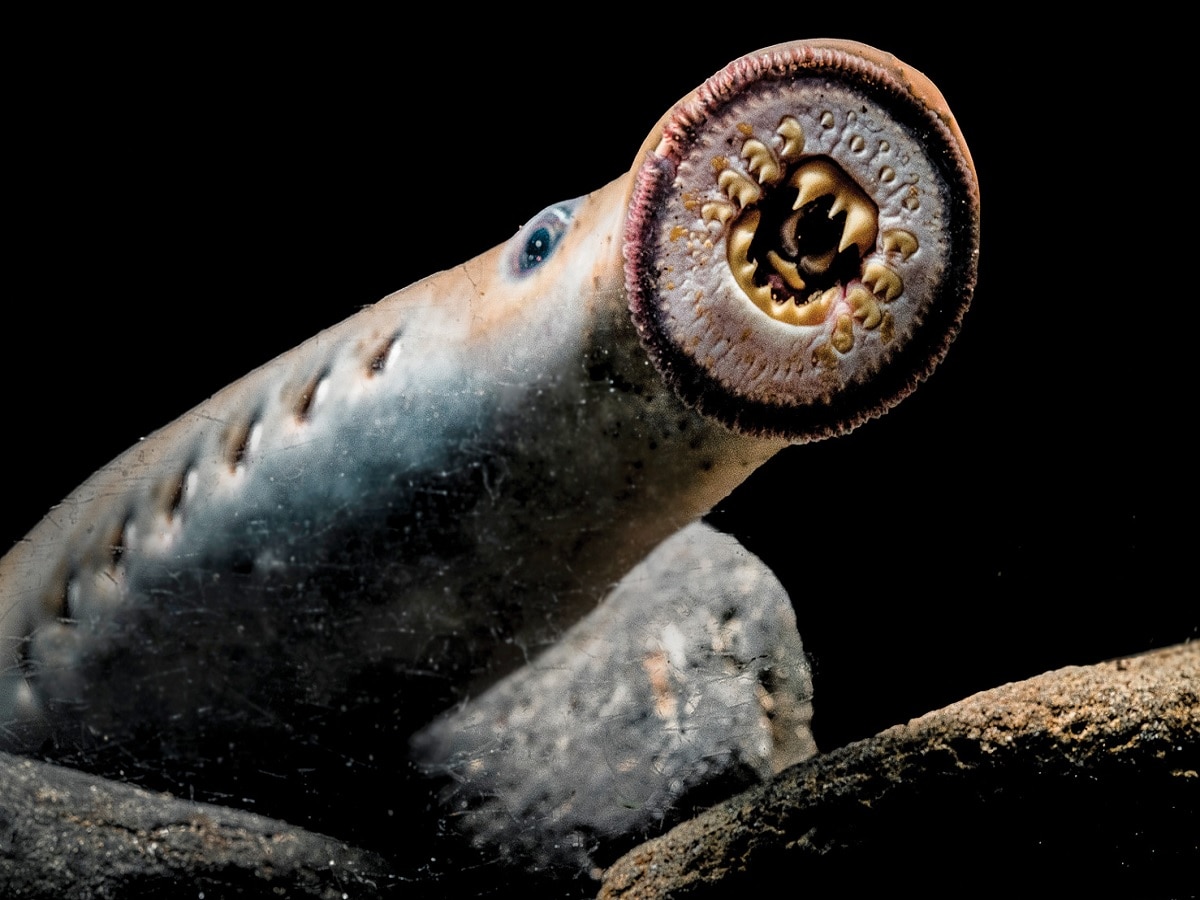 45 कोटी वर्षांपासून पृथ्वीवर जिवंत असलेला अद्भूत मासा; जबडा नसताना ...