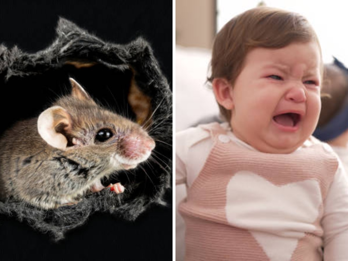 six month old baby nearly dies after more than 50 rat bites know home ...