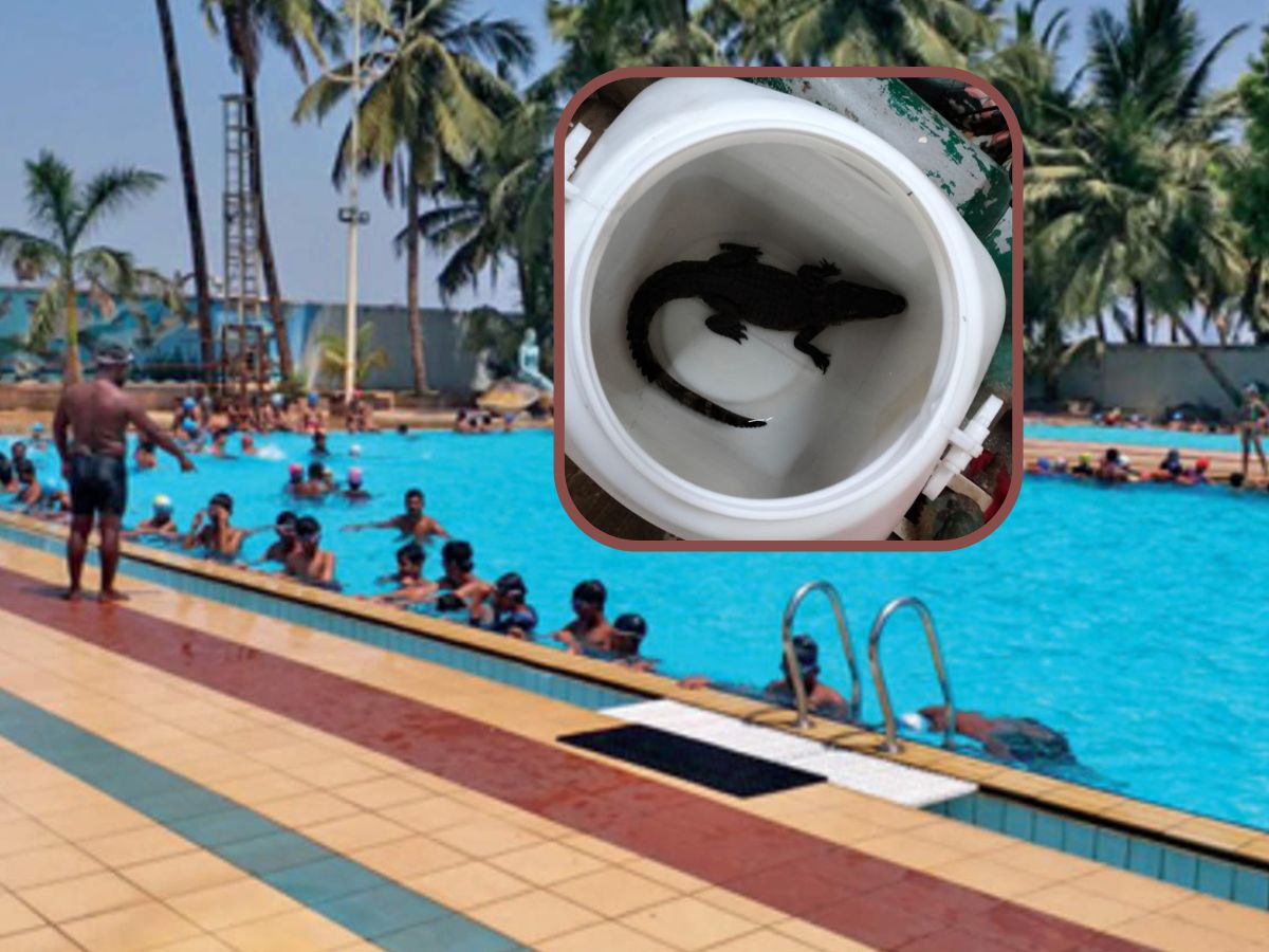 Crocodile pups found in Mahatma Gandhi swimming pool in Dadar;दादरच्या ...