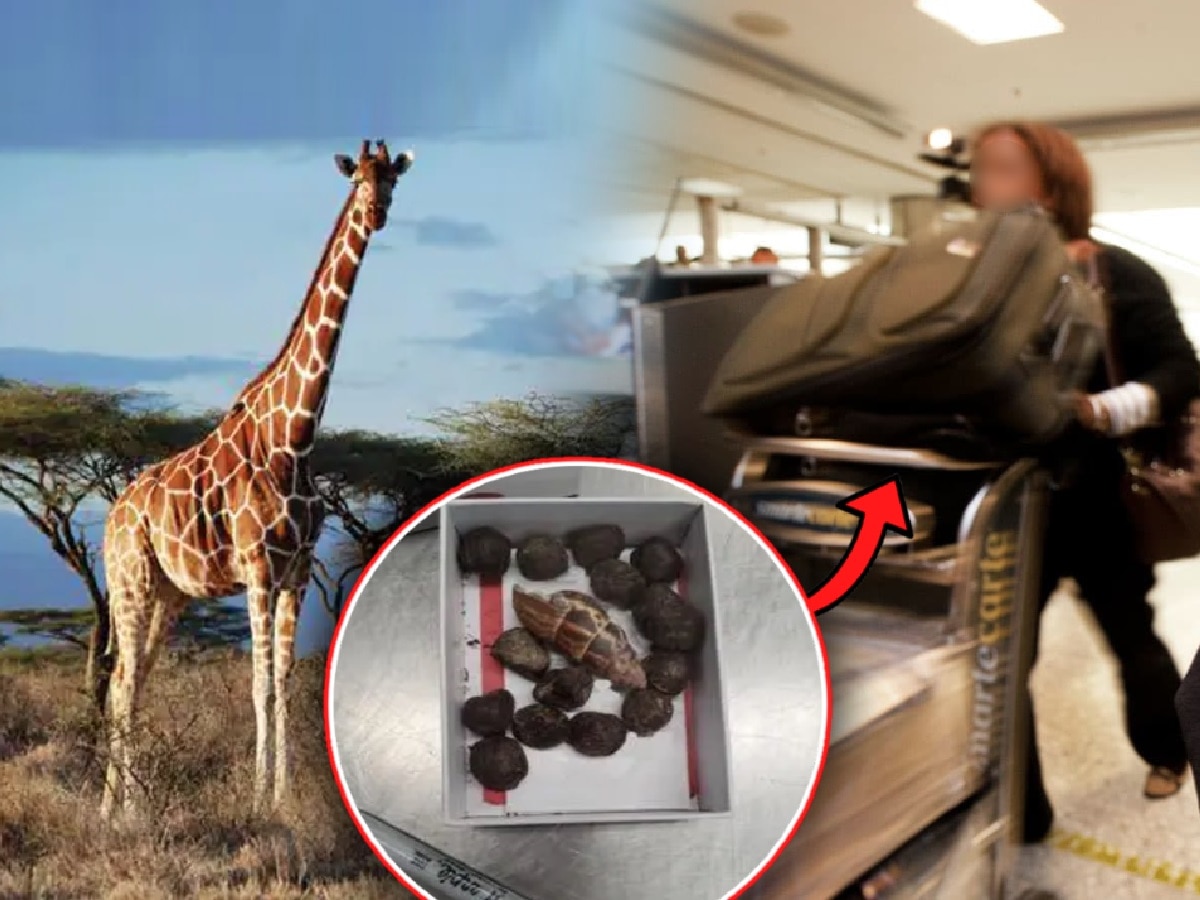 जिराफची विष्ठा अन्... विमानतळावर तिच्या बॅगेतील वस्तू पाहून अधिकारीही ...