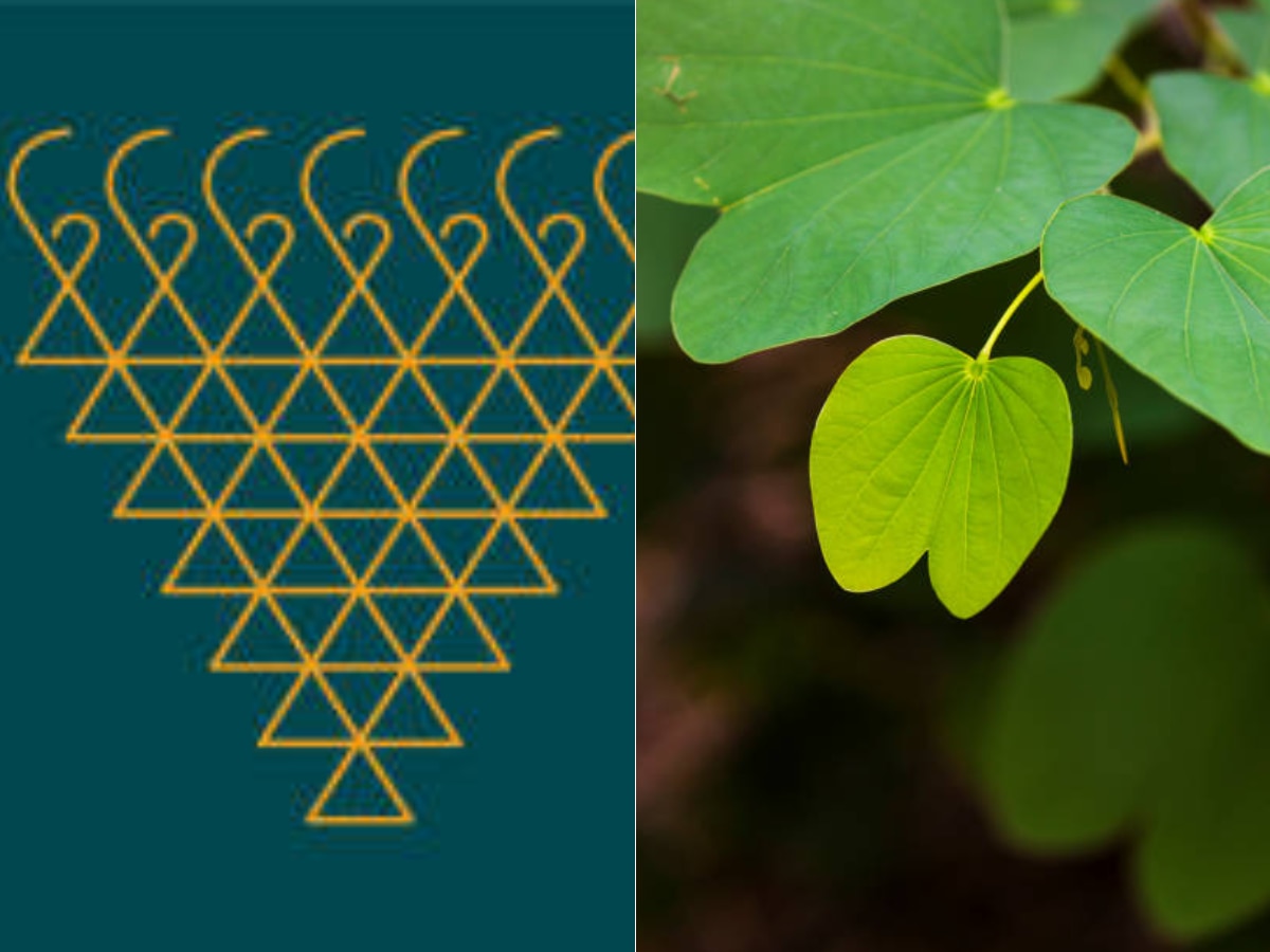 Why Do We Give a Leaf of Apta Tree as Sona on Dussehra Vijayadashami ...