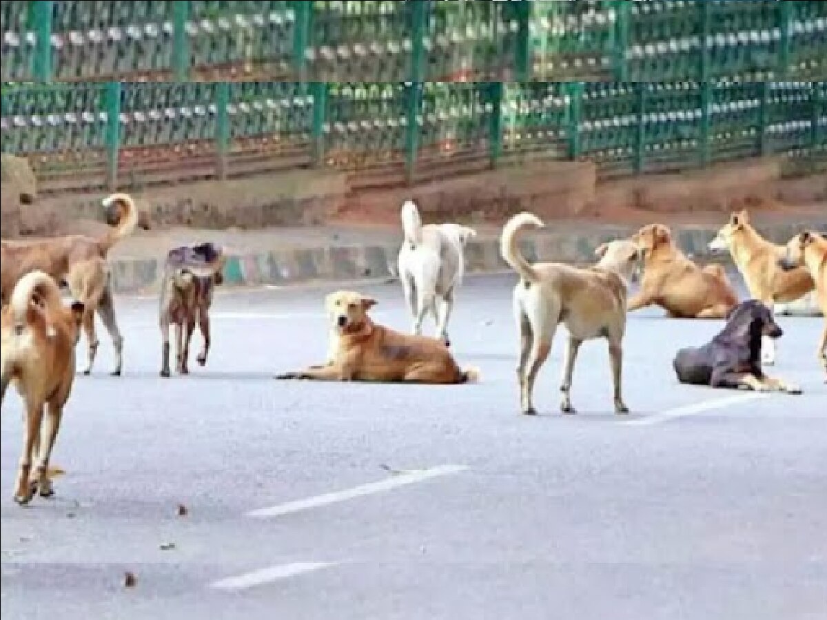 stray dog attack big problem in india many crore people died due to rabies