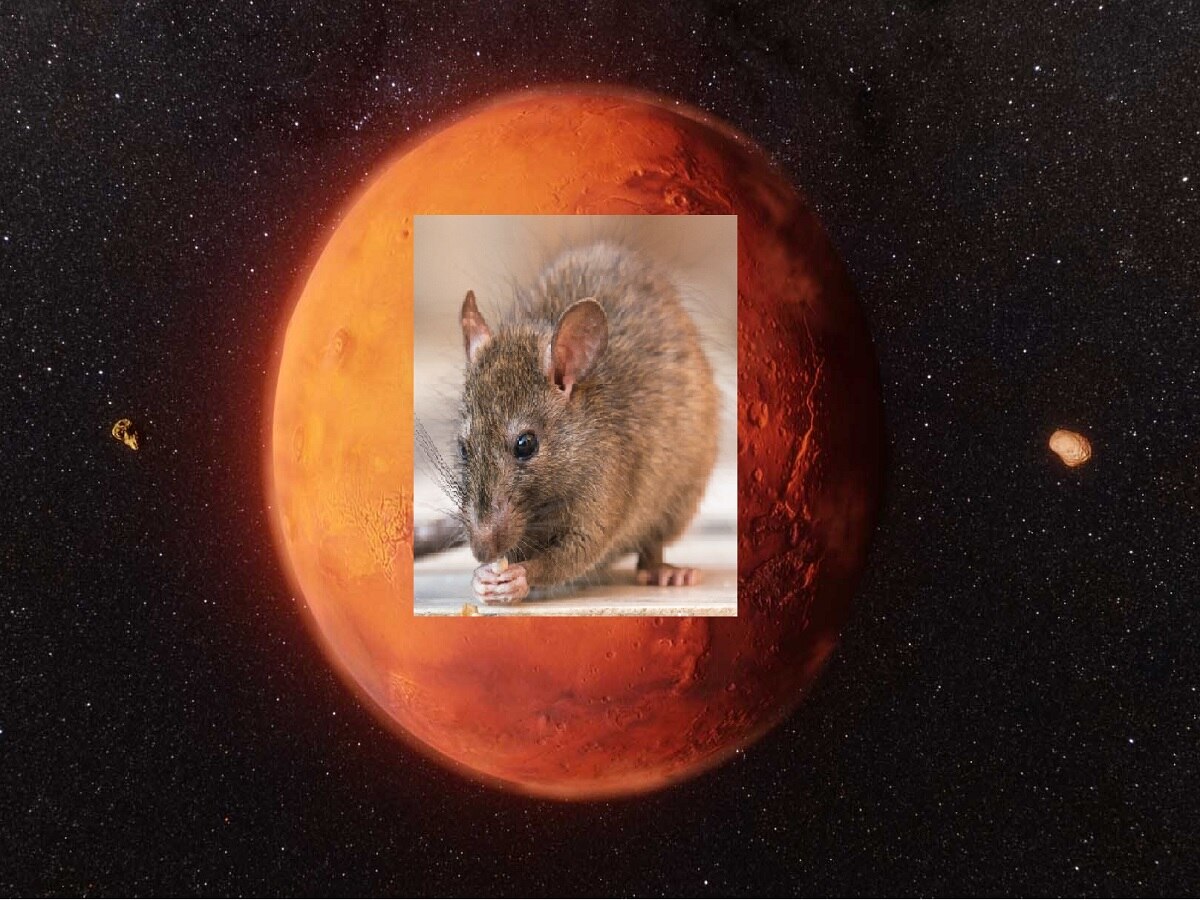 मंगळ ग्रहावर जिवंत राहू शकतात उंदीर; संशोधनातून मोठा खुलासा | Rats can ...