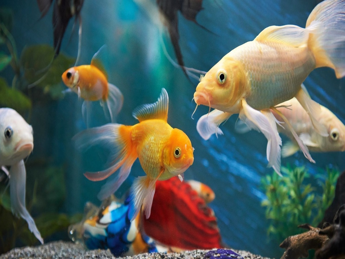 24 तास पाण्यात पोहत राहणारे मासे झोपतात तरी कधी आणि कसे? | When and how ...