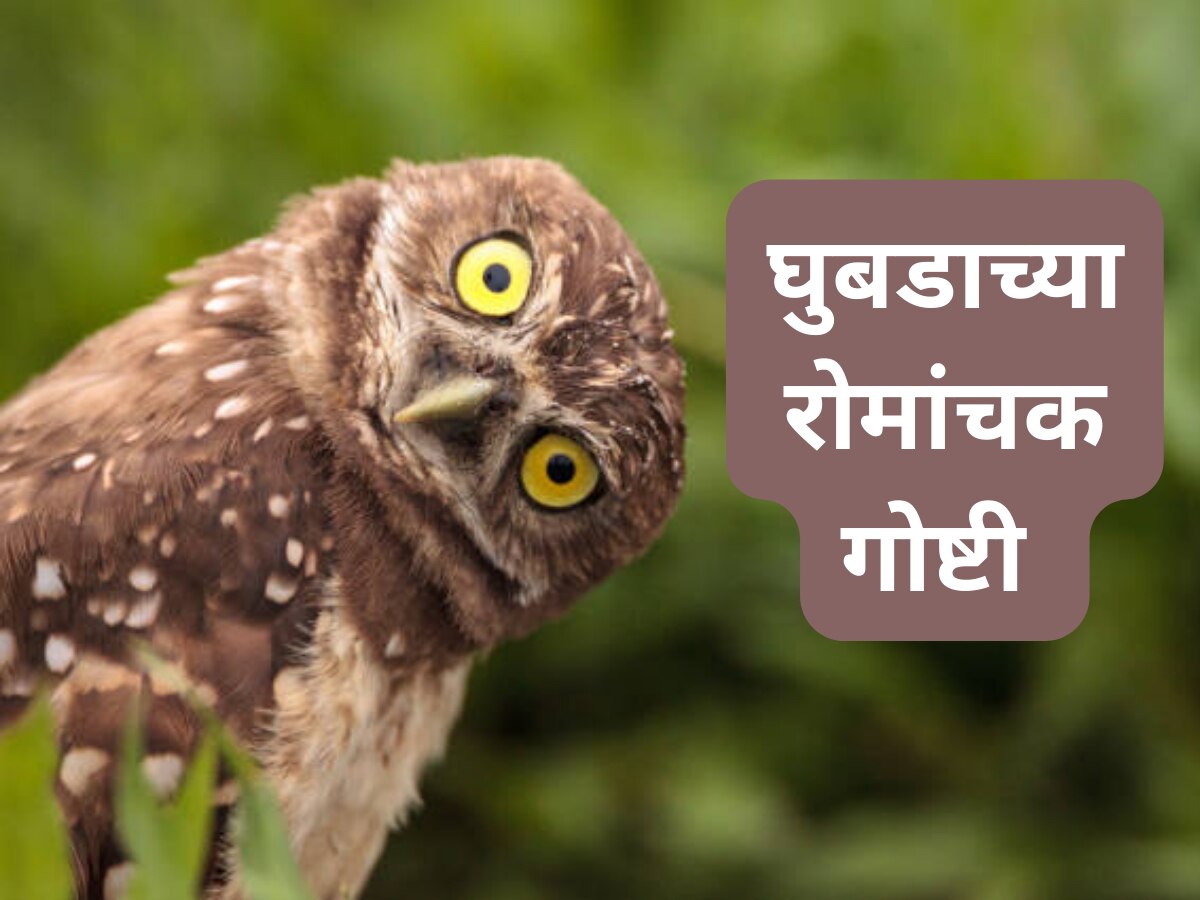 Interesting facts about ullu benefits of owls very intelligent raptor ...
