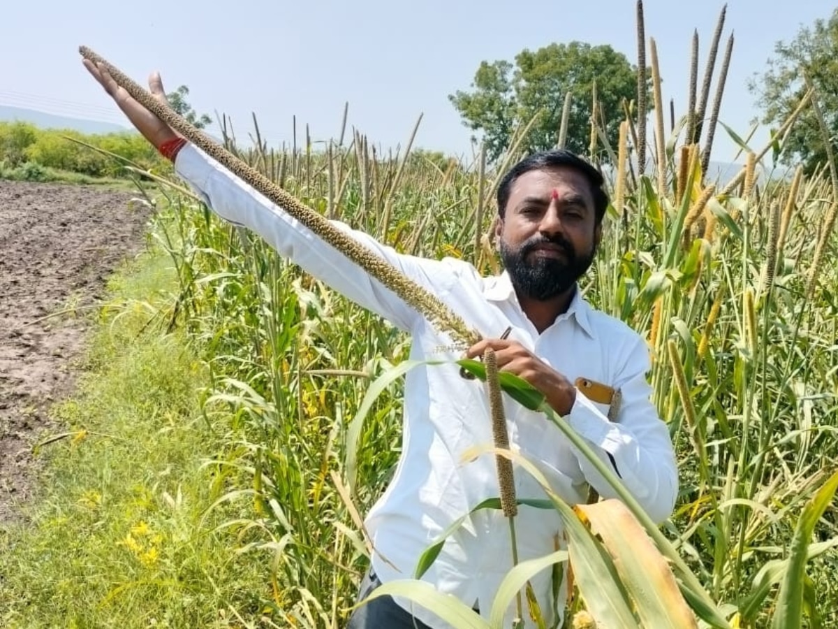 Farmer of sangola get traditional crop of bajari four feet long kanis ...