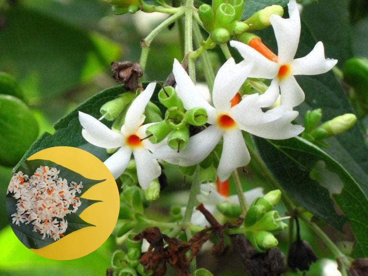 घरासमोर पारिजातकाचे झाड असणे शुभ की अशुभ? वास्तुशास्त्र काय सांगते ...