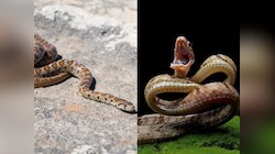 show to use carbolic acid for snake how to keep snake away from home ...