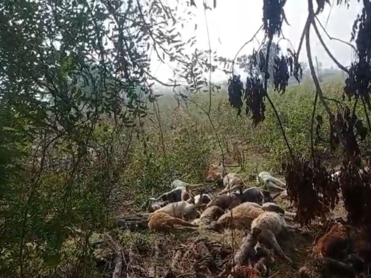 वर्ध्यात खळबळ! 80 मेंढ्यांचा मृत्यू, मेंढपाळ शेतातून घेऊन जात असताना ...