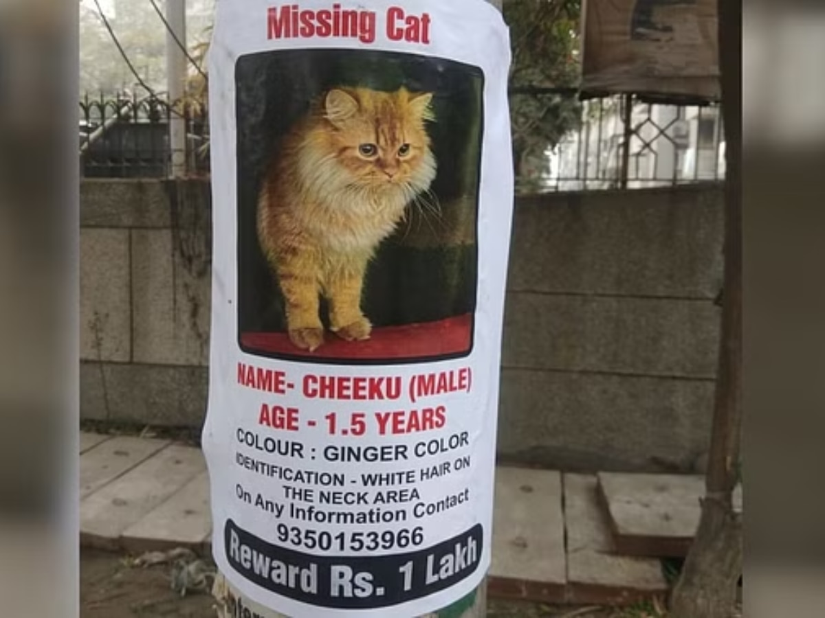 Persian breed cat lost get Reward of one lakh for search AjabGajab ...