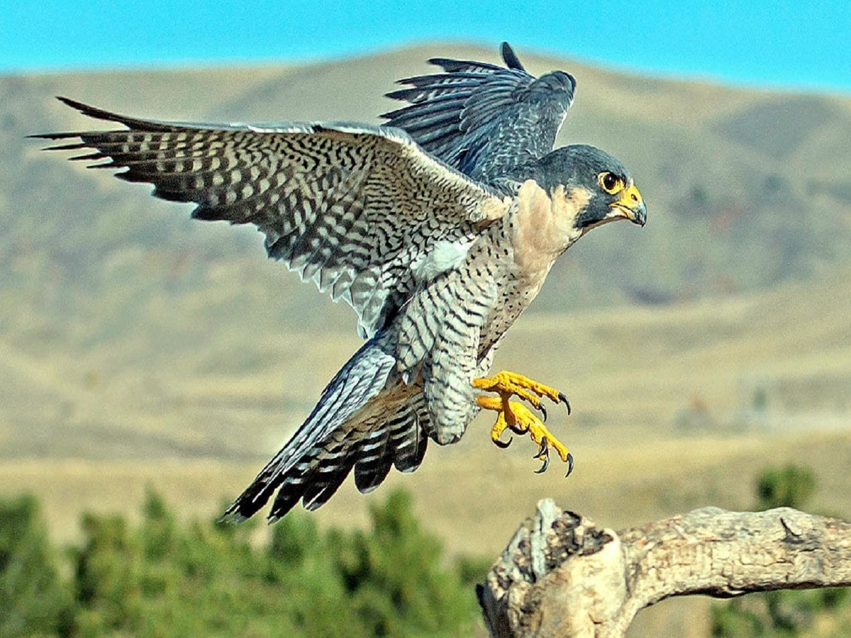 Viral Video : उडण्याचा वेग 390 km प्रति तास; रॉकेटच्या स्पीडने शिकार ...