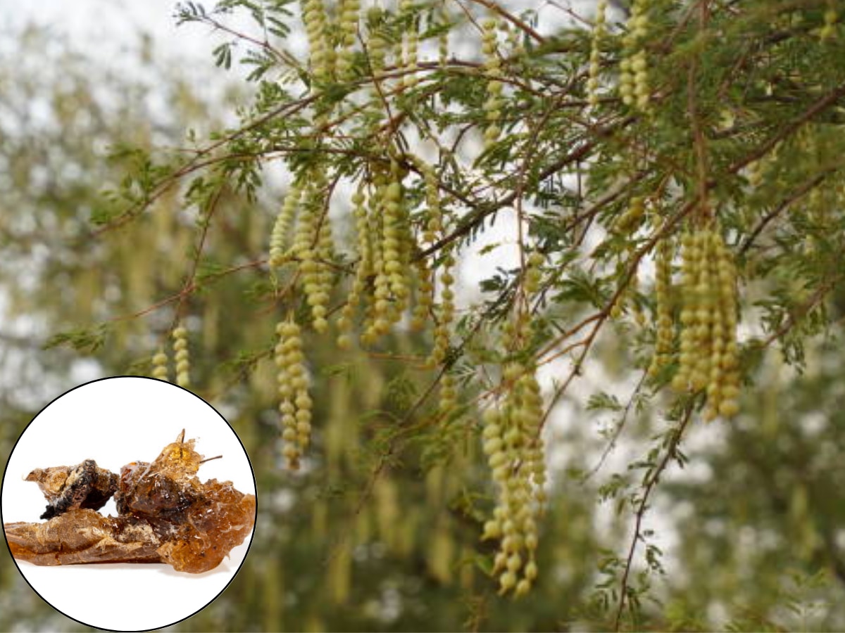 5 Babool Health Benefits For Skin Babool ki Chaal ke Fayde in Marathi ...