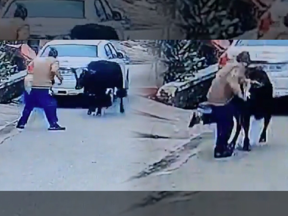 वळूच्या हल्ल्यात मॉर्निंग वॉकला गेलेल्या आजोबांचा मृत्यू; घटनाक्रम CCTV ...