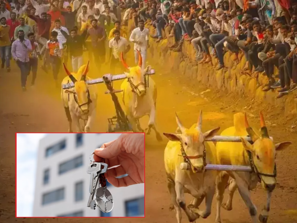 महाराष्ट्रात सर्वात मोठी बैलगाडा शर्यत; विजेत्याला मिळणार 1BHK फ्लॅट ...