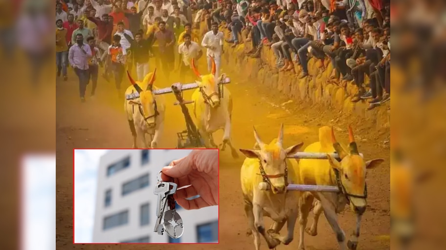 महाराष्ट्रात सर्वात मोठी बैलगाडा शर्यत; विजेत्याला मिळणार 1BHK फ्लॅट ...
