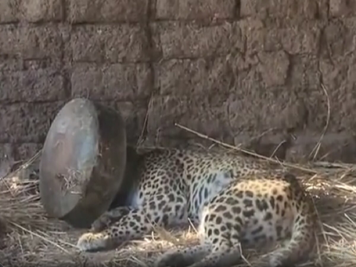 पाण्याच्या शोधात बिबट्याची घालमेल झाली; डोकं अडकलं कळशीत | A leopard ...