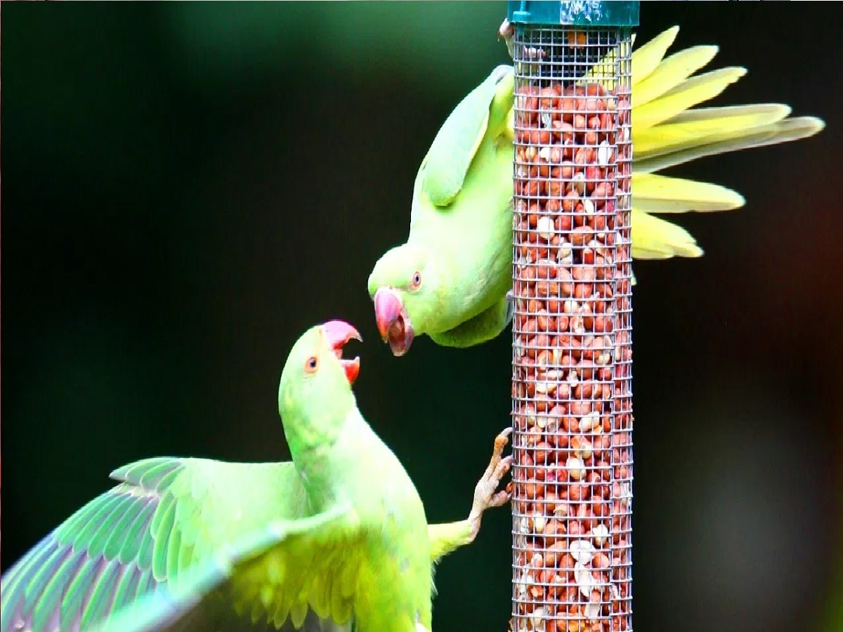 health news parrot fever outbreak in europe what is symtoms treatment ...