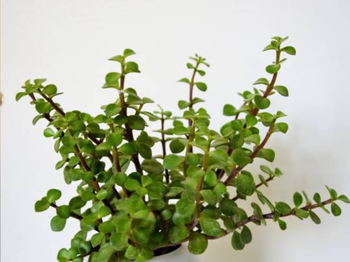 Home Gardening Tips How To Plant And Care Tips for Jade Plant in ...