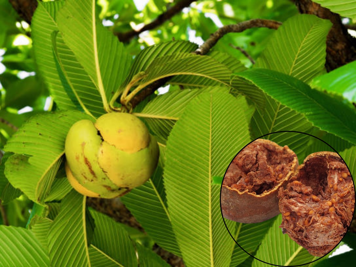 5 Amazing Health Benefits of Elephant Apple; काय आहे एलिफंट अ‍ॅप्पल ...
