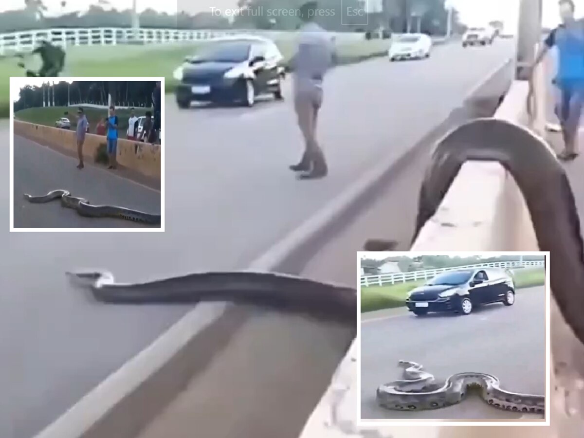 ट्रॅफिकला लागलेला ब्रेक, सेल्फी अन्...; सापाच्या रस्ता क्रॉसिंगचा Video ...