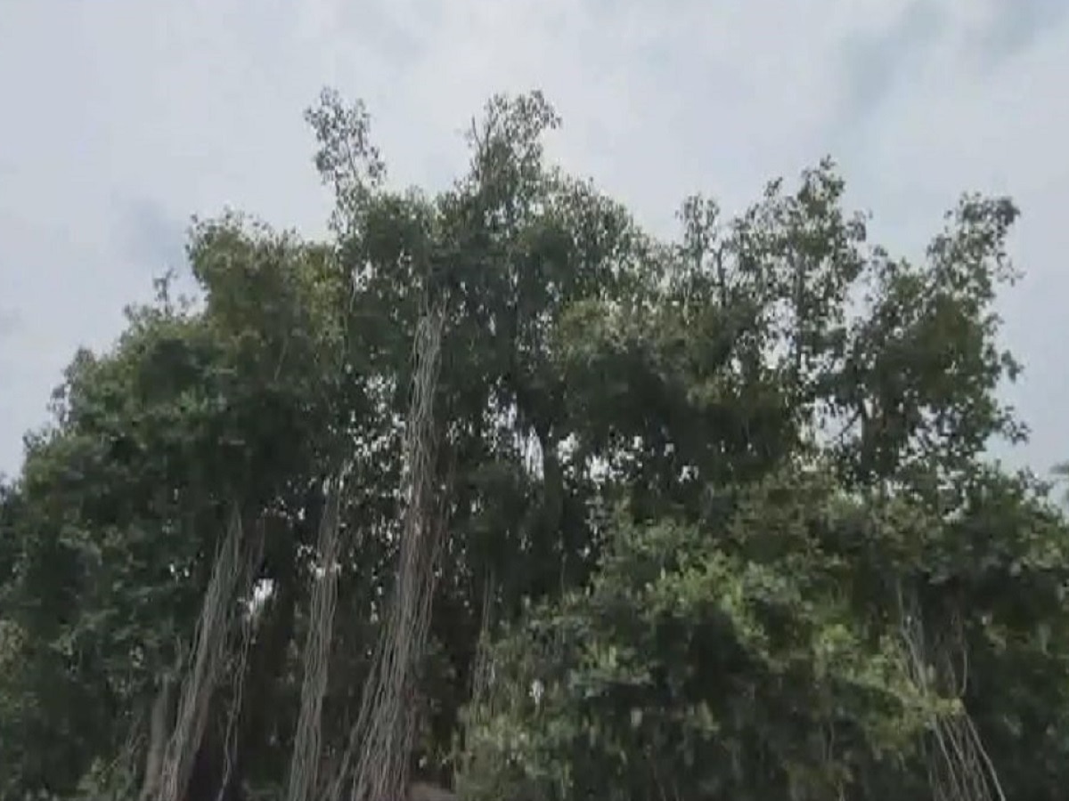 400 वर्ष जुना वटवृक्ष कोसळला; 700 गावात फांद्या लावून संवर्धन करणार | A ...