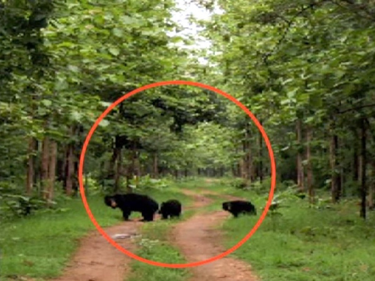 नागपुरातील सुरेवानी बफरमध्ये पर्यटकांना अस्वल आणि 2 पिल्लांचे दर्शन ...