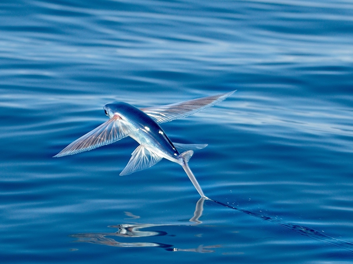 70 च्या स्पीडने हवेत उडणारा अनोखा मासा; आपल्या महाराष्ट्रात सापडला होता ...