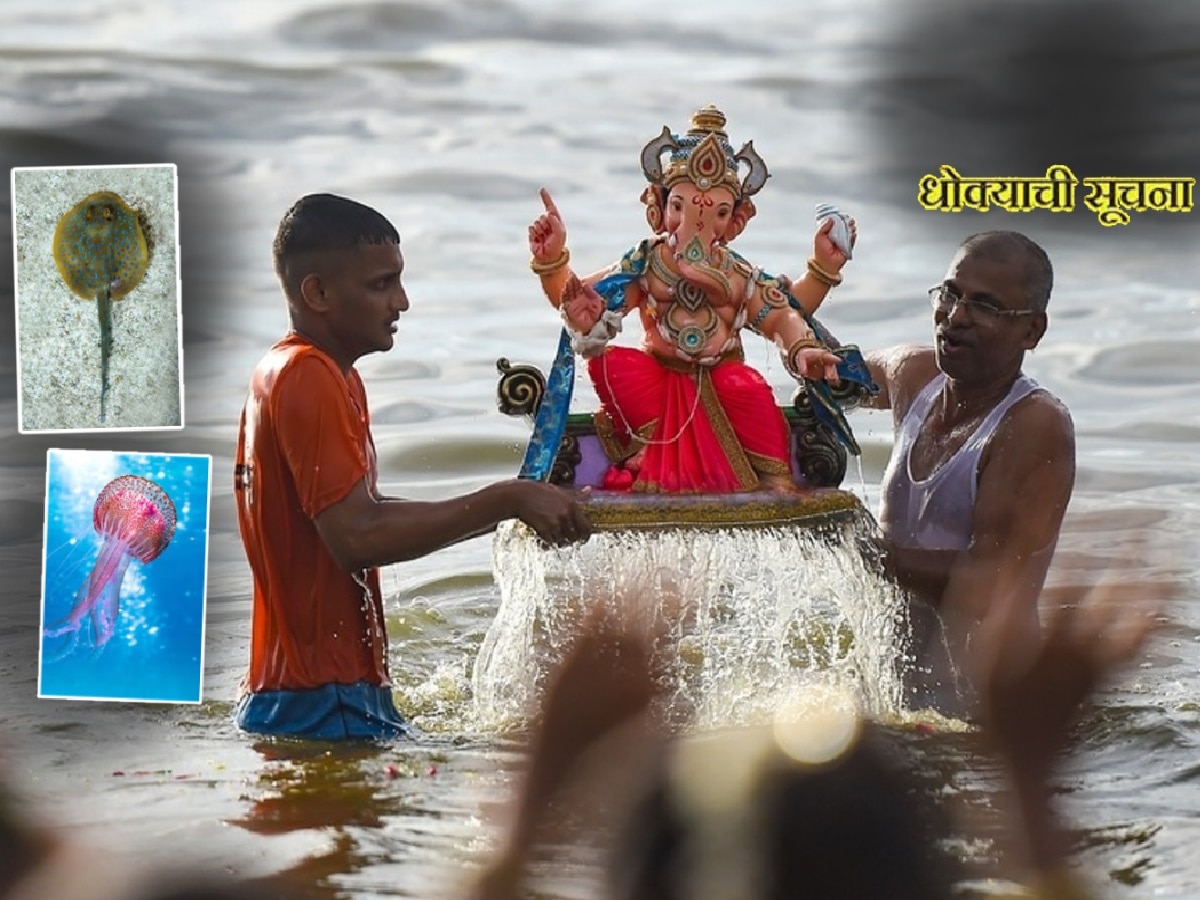 Visarjan: गणेशभक्तांनो सावधान! विसर्जनावर घातक माशांचं सावट; सरकारचा ...