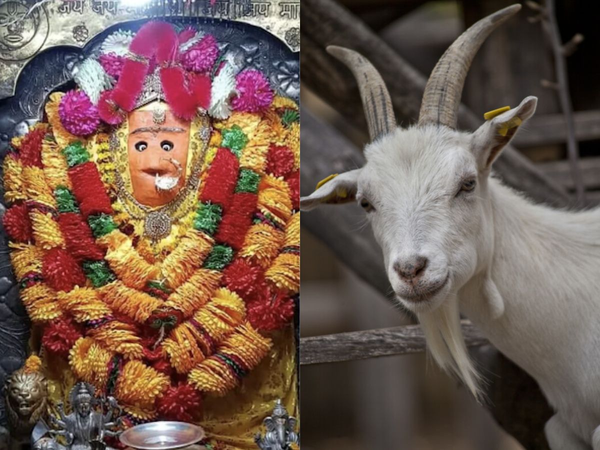 बकऱ्यात अडकला गावकऱ्यांचा जीव... म्हणून चक्क काढली त्या बकऱ्याची ...