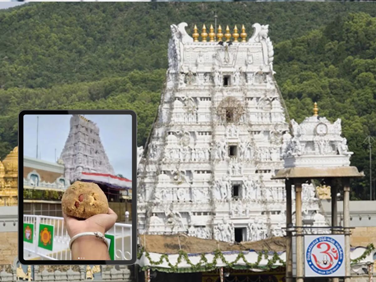 तिरुपतीच्या प्रसादाच्या लाडवांमध्ये प्राण्याची चरबी असल्याचा संशय कसा ...