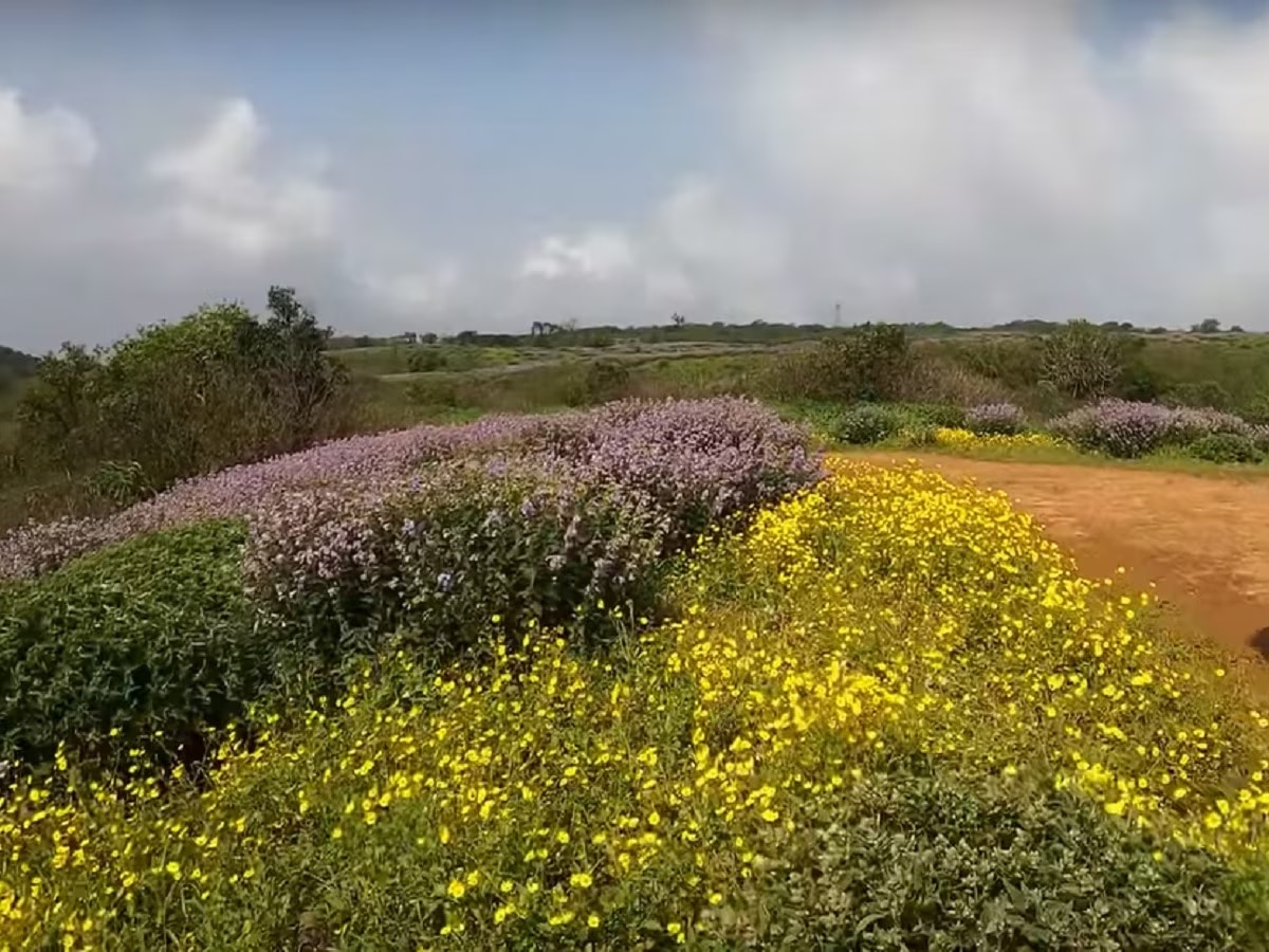 हिरवा निसर्ग, फुलांचा बहर, धुकं, पाऊस आणि थंडी! लोणावळ्याचं मिनी कास ...