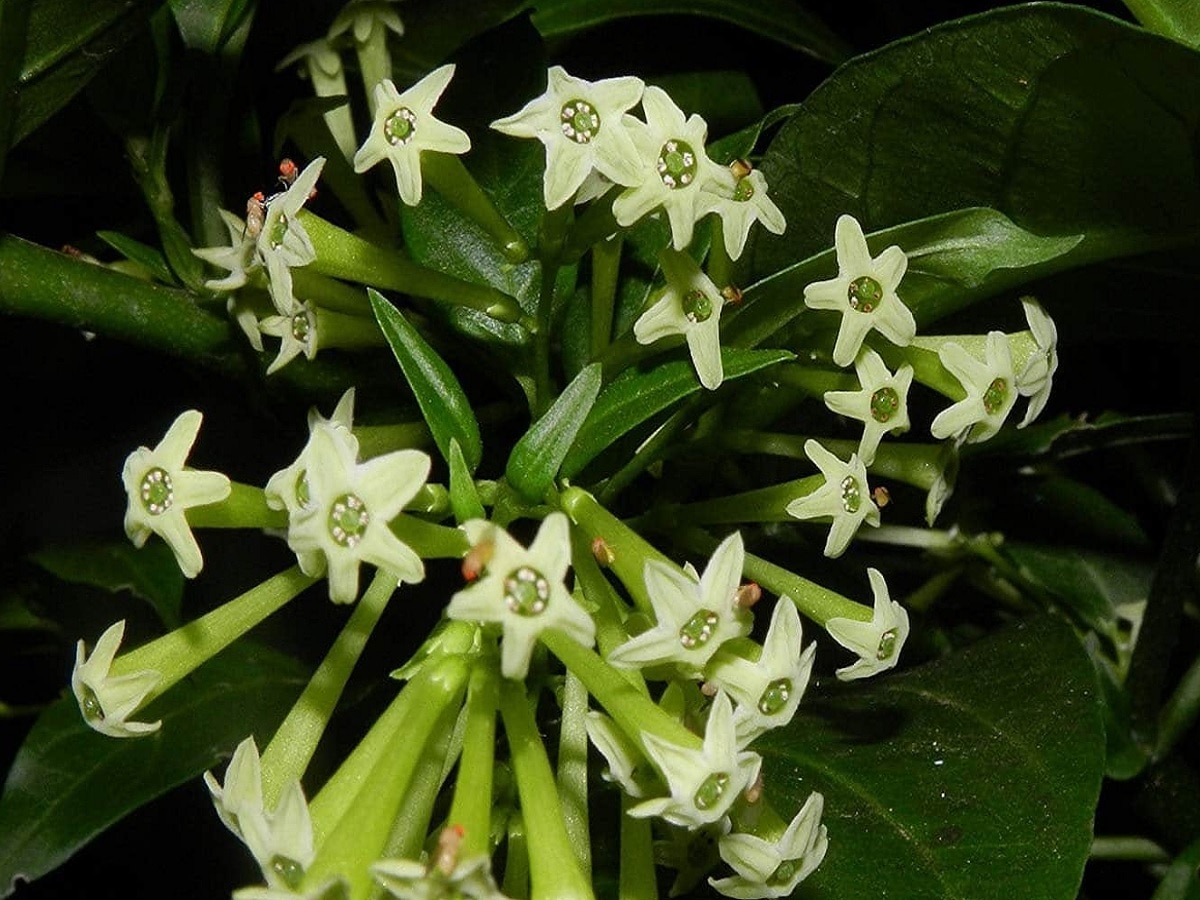 सूर्यप्रकाशात नव्हे तर चंद्रप्रकाशात उमलणारे फूल! न पाहता लोक होतात ...