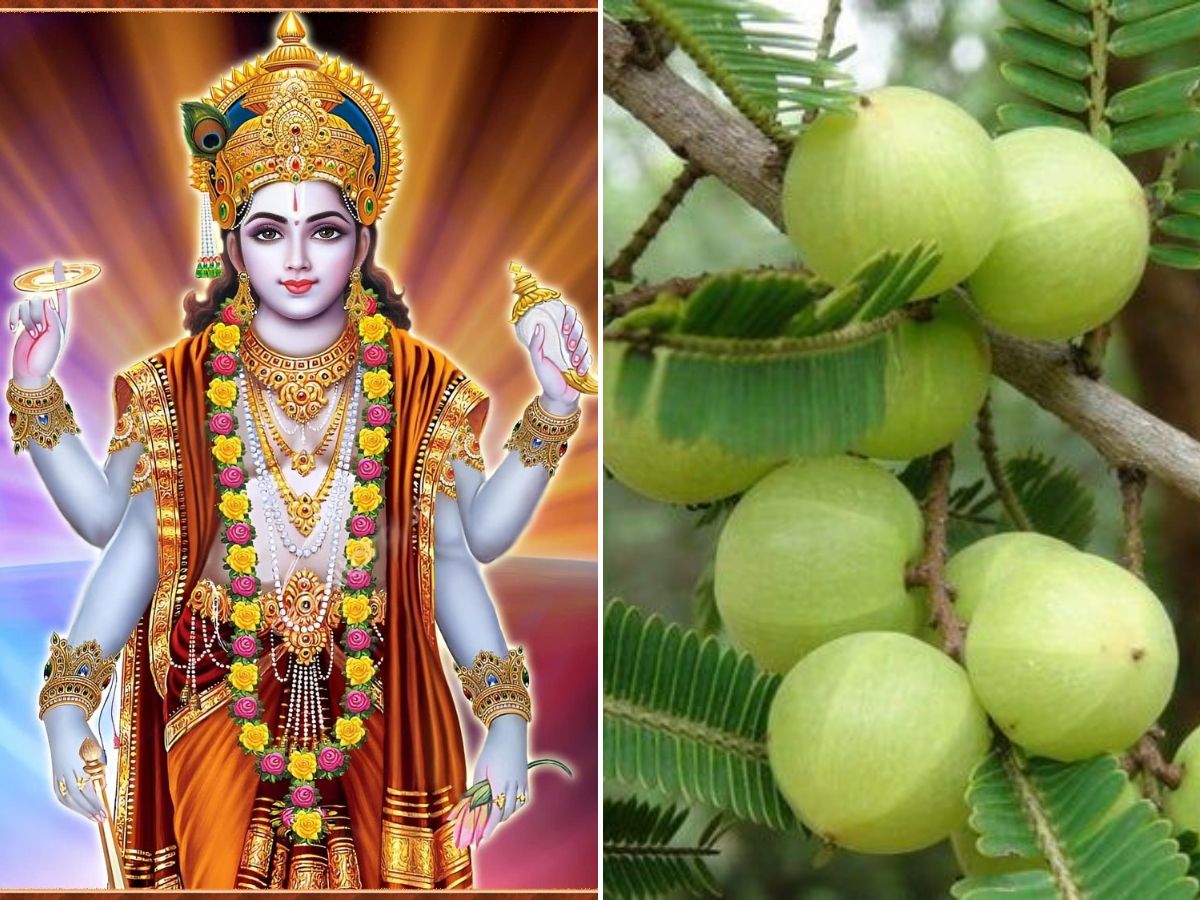 अक्षय नवमीच्या दिवशी आवळ्याशी संबंधीत करा 5 उपाय; घरात कायमच राहील सुख ...