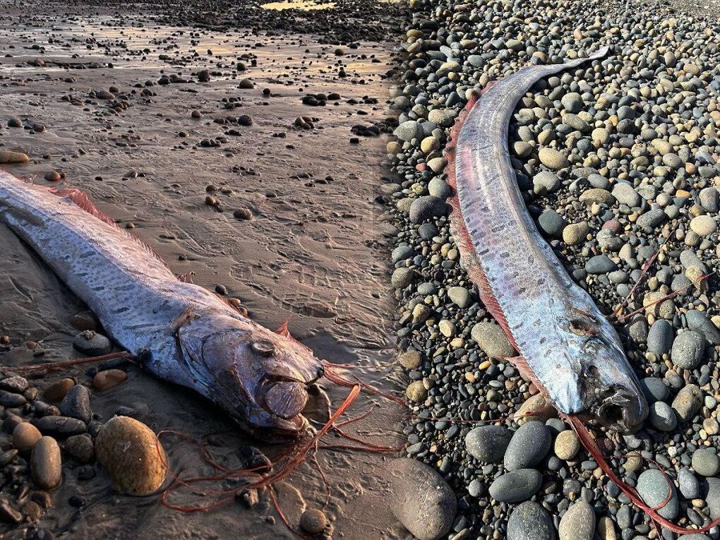Doomsday fish : पृथ्वीवर हाहाकार माजणार, विध्वंस होणार... एका माशानं ...