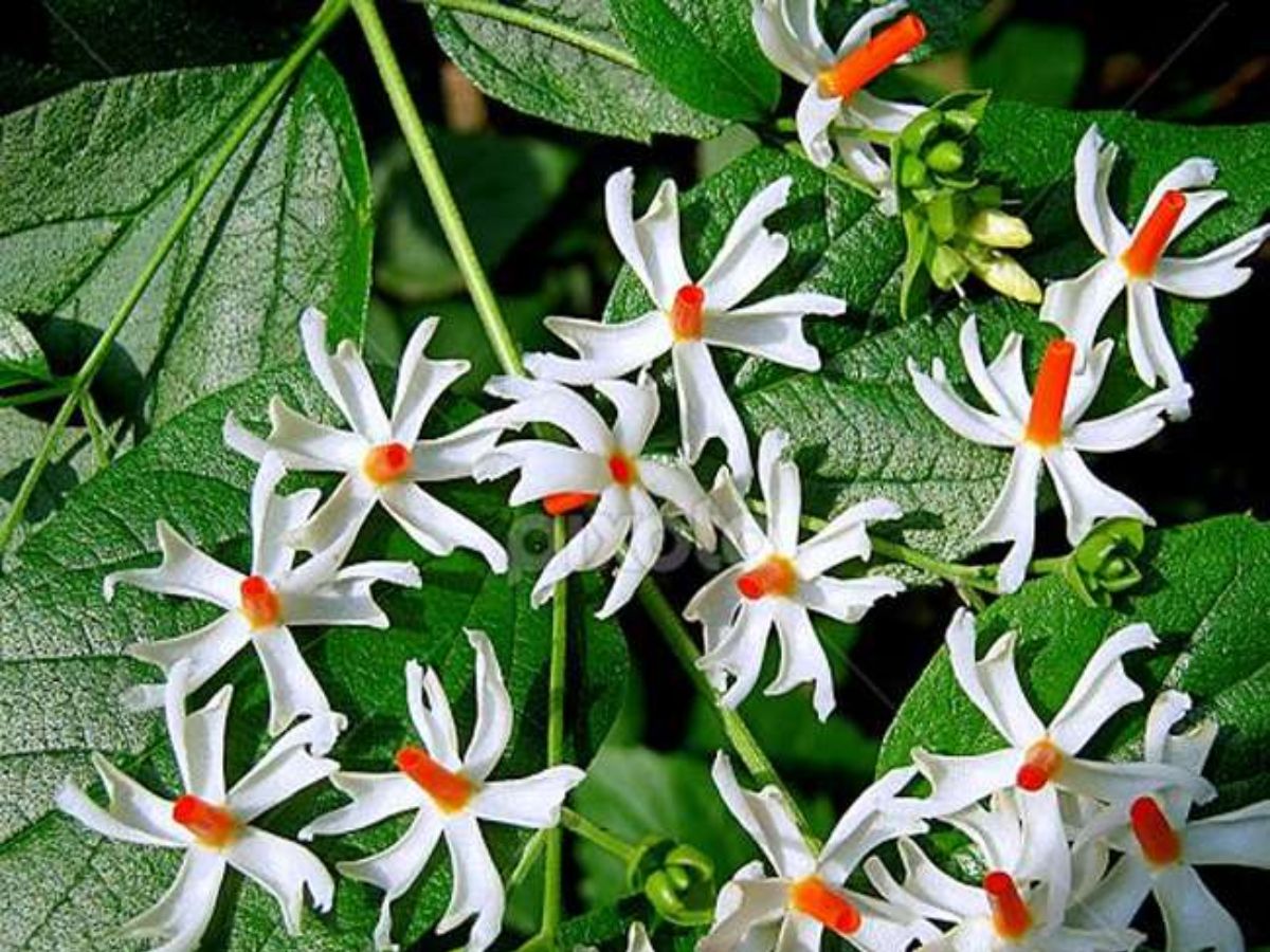 दारासमोर पारिजातकाचं झाड असणं शुभं असतं का? वास्तुशास्त्र काय सांगतं ...