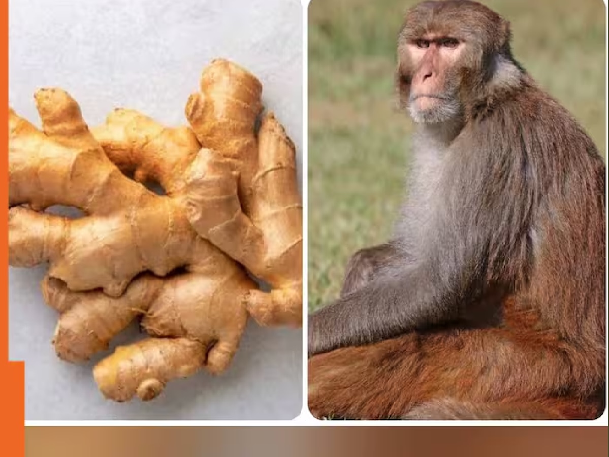 माकडाला का माहिती नसते आल्याची चव? या मागील रहस्य तुम्हाला आश्चर्यचकित ...