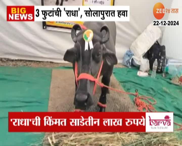 सोलापुरातील कृषी प्रदर्शनात पहायला मिळाली '3 फूट' बुटकी म्हैस, राधाची ...