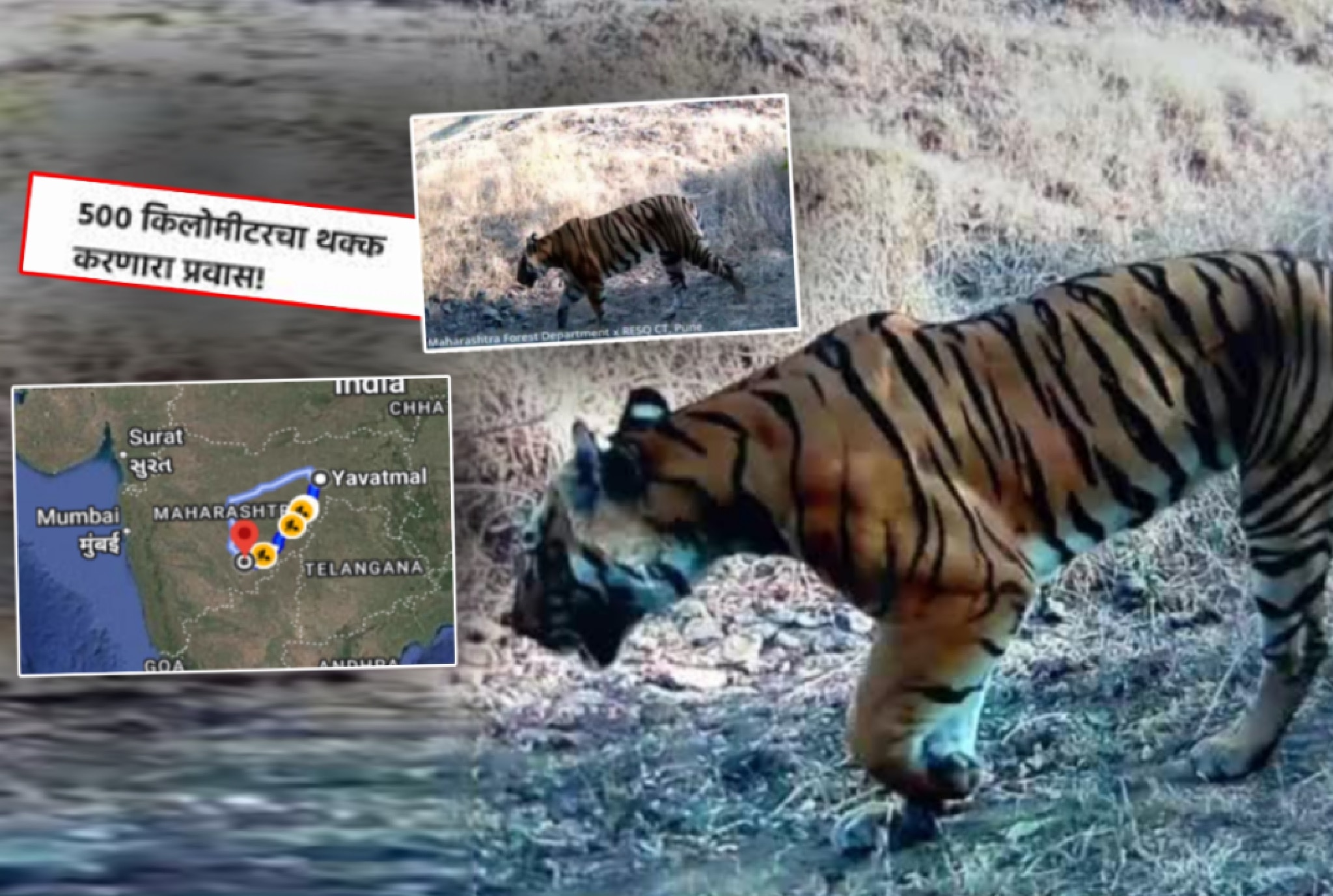 10 दिवसात वाघाने कापलं महाराष्ट्रातलं 500 किमीचं अंतर... चाललाय कुठे ...