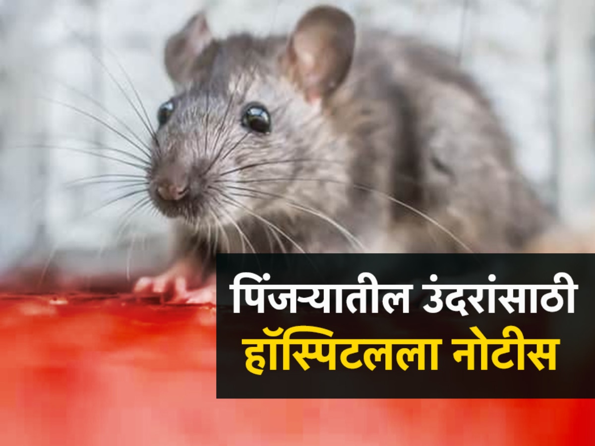 रुग्णांना चावणाऱ्या उपद्रवी उंदरांना पकडले, प्राणी कल्याण मंडळाने ...