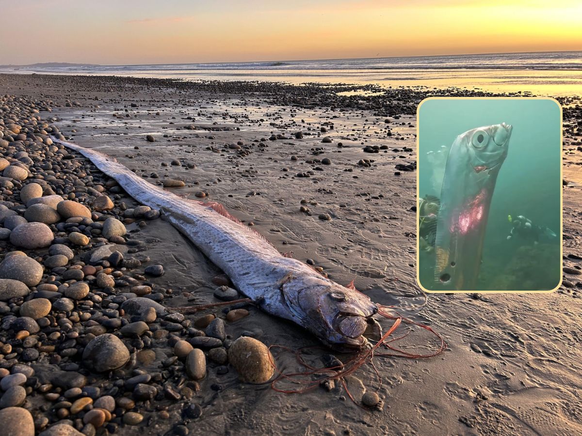 काहीतरी अघटित घडणार? समुद्रकिनाऱ्यावर हा मासा दिसणं म्हणजे धोक्याचे ...