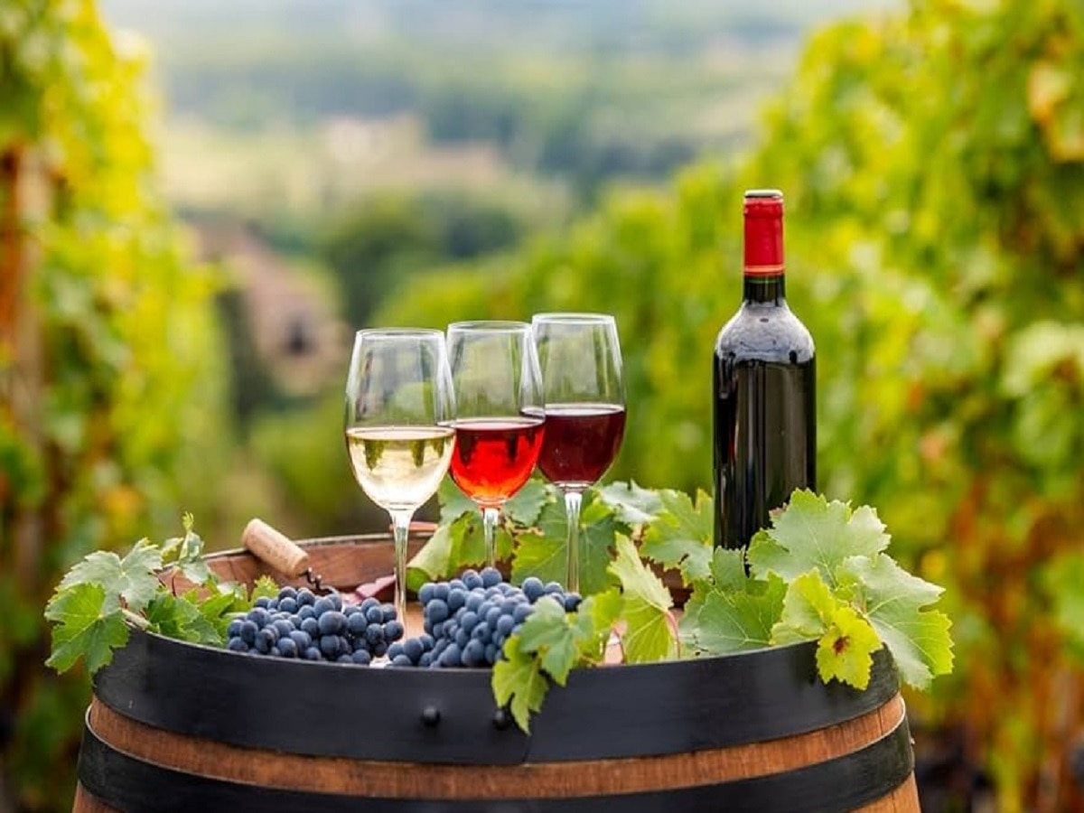 Nashik Wine Tourism Nashik Wine Yards Nashik Tour Goa Tour Maharashtra ...