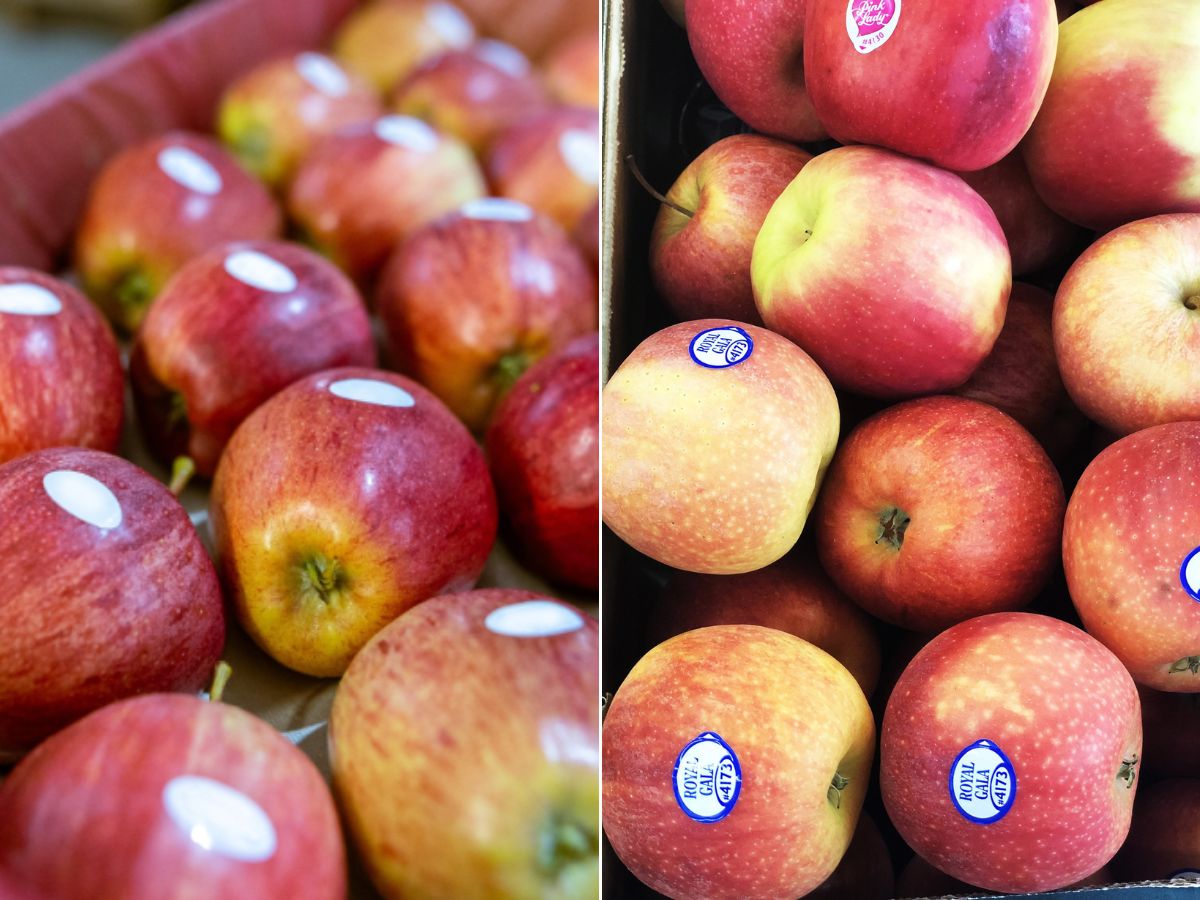 Why Labels Stickers code on fruits know the real reason; फळांवर शो ...