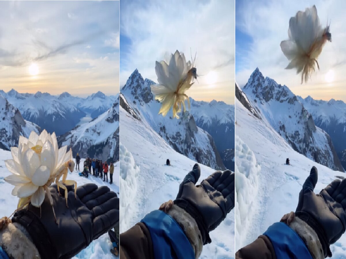 lotus mantis viral video with ai technology goes viral watch fact check ...