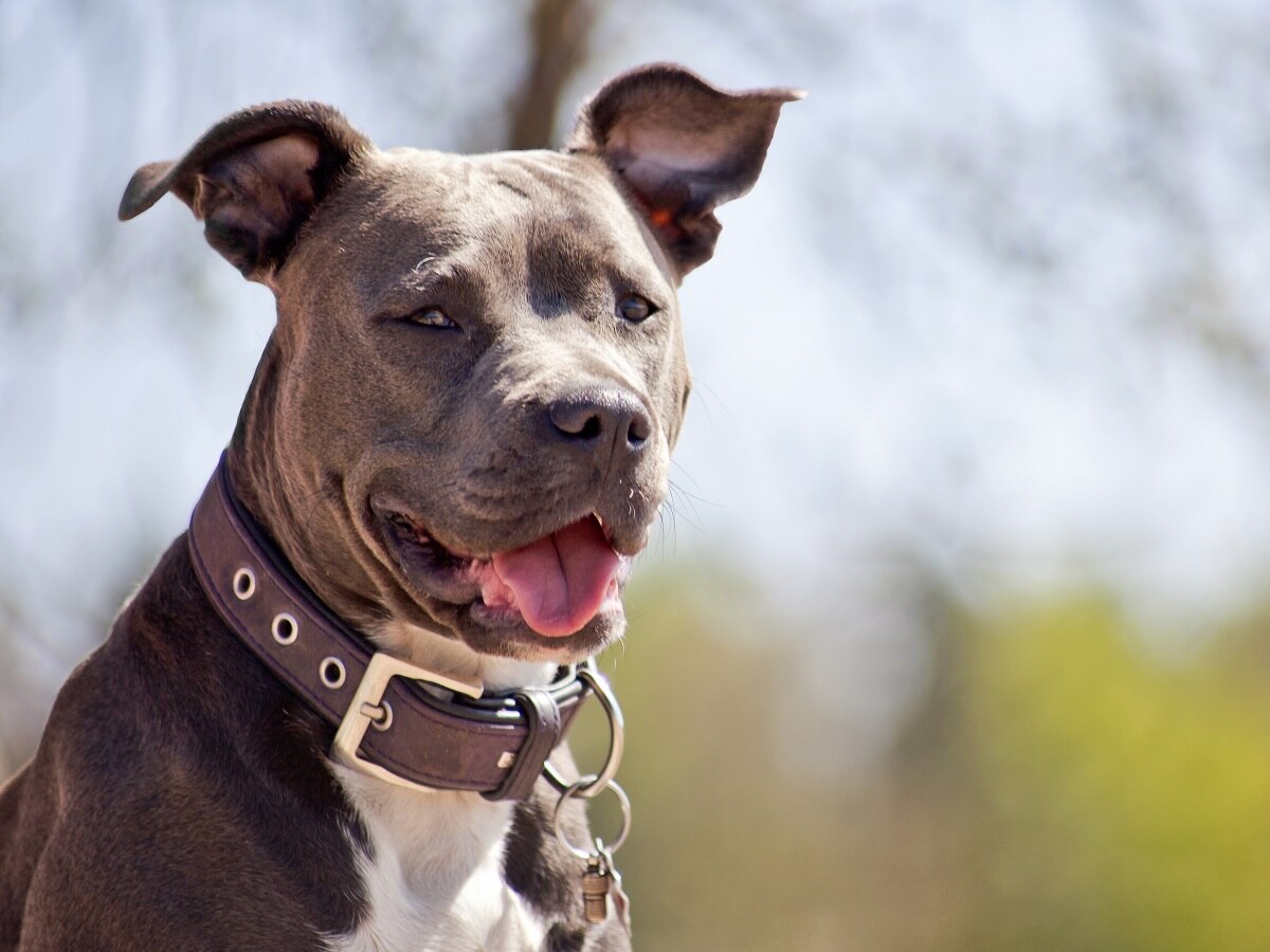 Viral News Pitbull dog shot a man in America Crime News | Viral News ...