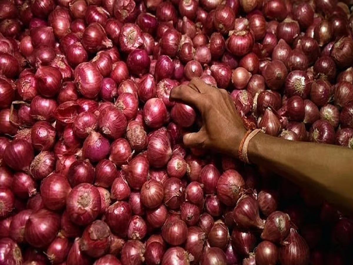 Central government decision to remove 20 percent export duty on onion Relief for onion farmers ...
