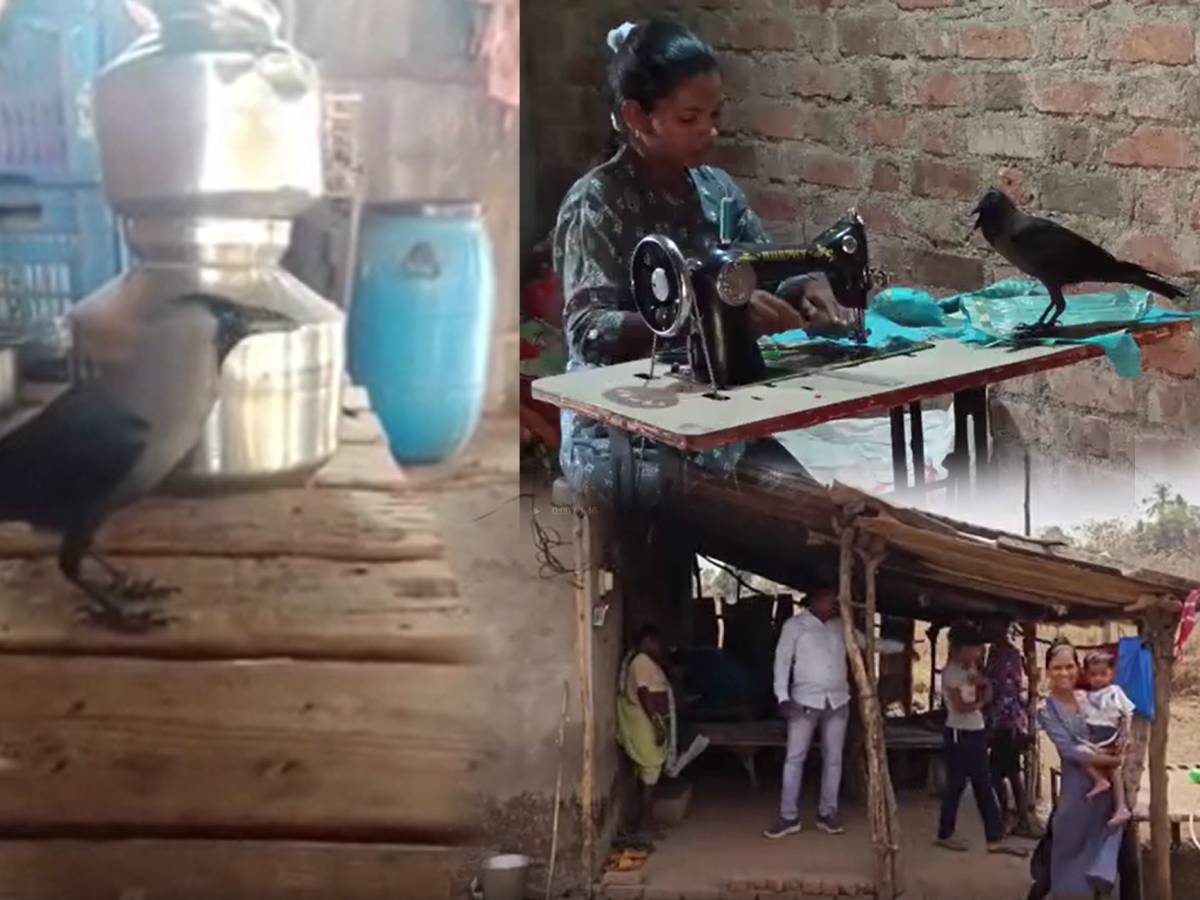 Huge crowd gathers to see a talking crow named Kala in Shahapur | हा ...