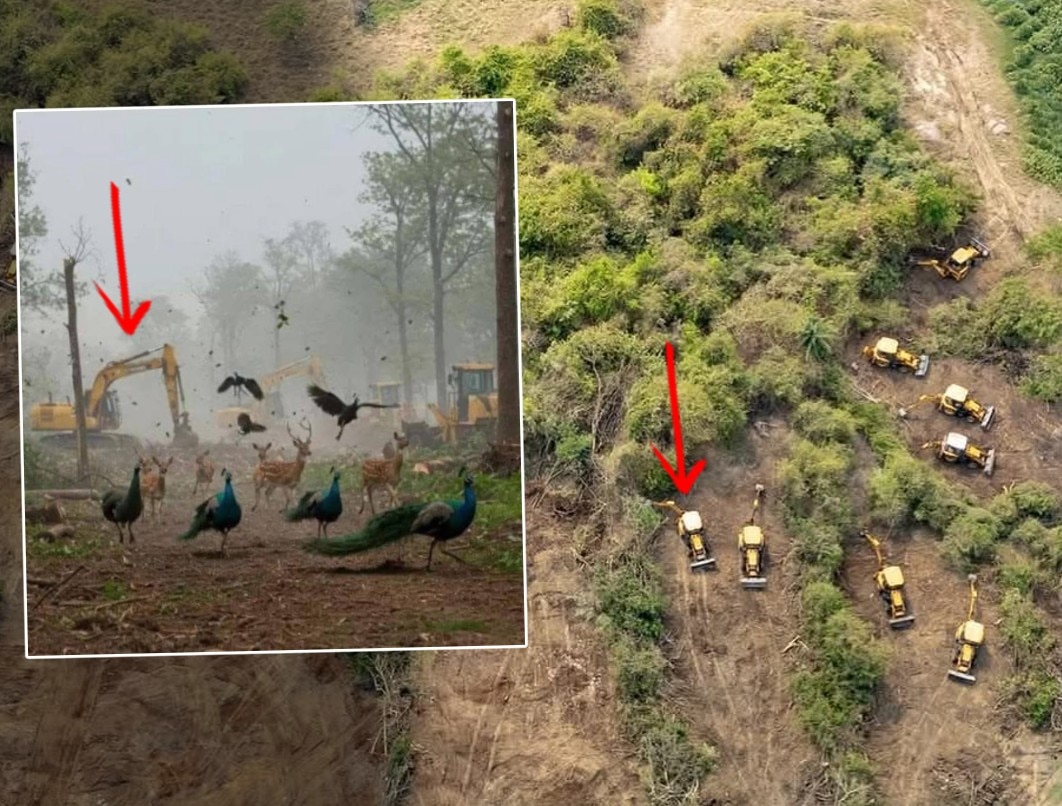 Kancha Gachibowli forest being wiped out in days See Shocking Images Photos | Kancha Gachibowli ...
